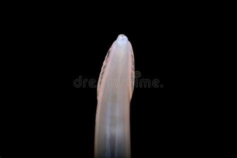 Macro Photo Of Adult Toxocara Canis Stock Image Image Of Medicine Science 155709213