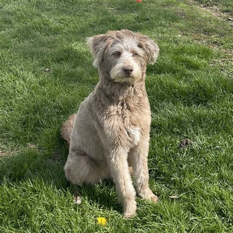 Huskydoodle 101 An Intro To The Siberian Husky Poodle Mix