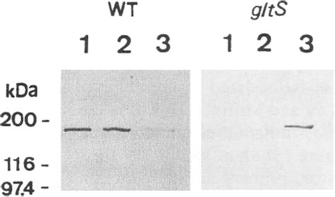 Erratum To ‘structure And Regulation Of Ferredoxin‐dependent Glutamase