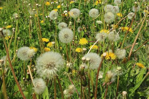 How To Stop Hay Fever With Herbal Remedies Top Natural Remedies