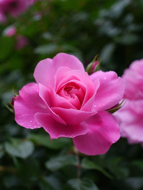 ‘Deborah’ | Shrub Rose. Meilland, 1990 | Flickr - © T. Kiya Beautiful ...