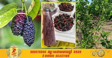 ផ្លែមនកំពុងត្រូវប៉ាន់នៅបាត់ដំបង ធ្វើឲ្យកសិករក្នុងខេត្ត ងាកមកដាំដំណាំនេះ