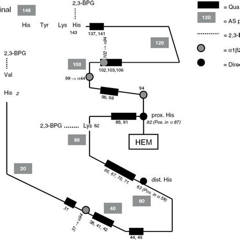 Mutation Sites Example Of Beta Globin That Can Lead To Dysfunction