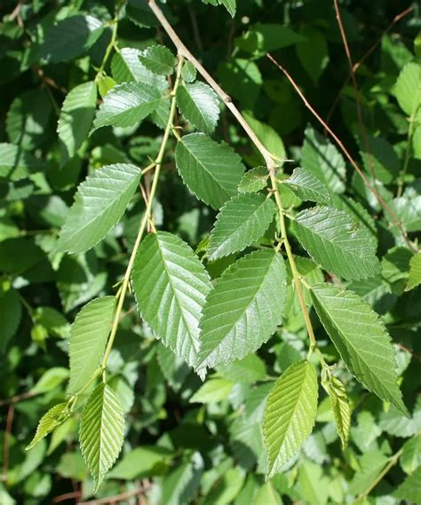 Siberian Elm Plant Care And Growing Basics Water Light Soil
