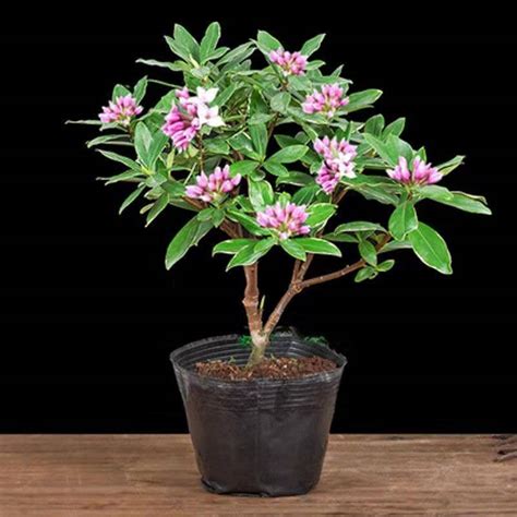 春季观花植物有哪些 早春观花植物有哪些 春季观花树种 大山谷图库