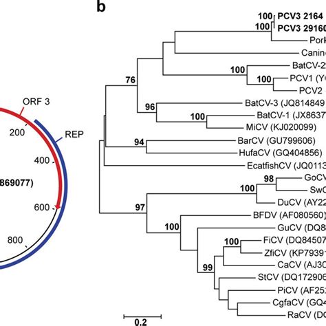 Pdf A Novel Porcine Circovirus Distantly Related To Known