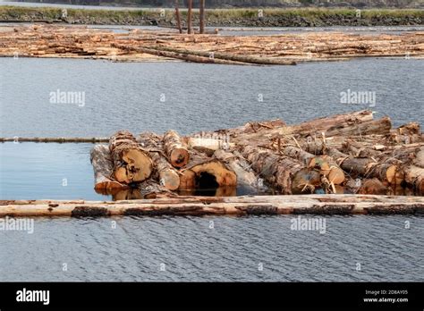 Raw Logs Floating Down The Queen Charlotte Strain In Sayward Canada With Mountains In The