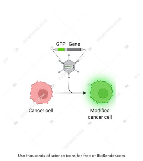 Free Gfp Cancer Cell Icons Symbols And Images Biorender