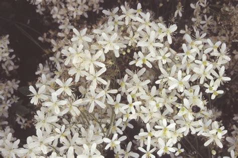 Clematis Terniflora Sweet Autumn Clematis From Maple Lane Nursery