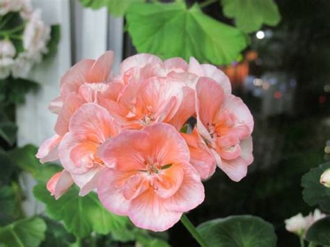 Пеларгонія герань 75 фото види догляд та вирощування