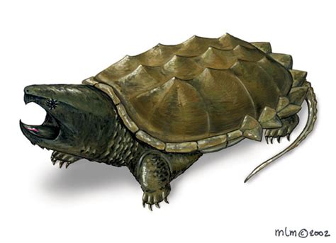 Adw Macrochelys Temminckii Pictures