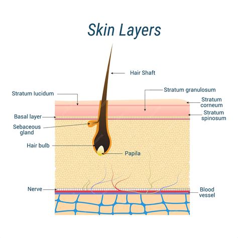 Anatomie Van De Menselijke Huid En Haar Diagram Integumentary System