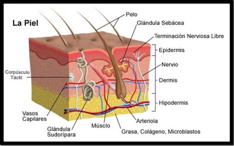 órganos Del Sistema Tegumentario