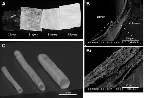 Extracellular Matrix Ecm Scaffold Characteristics Laminated