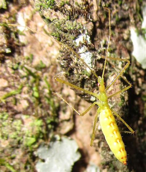 Zelus Luridus BugGuide Net