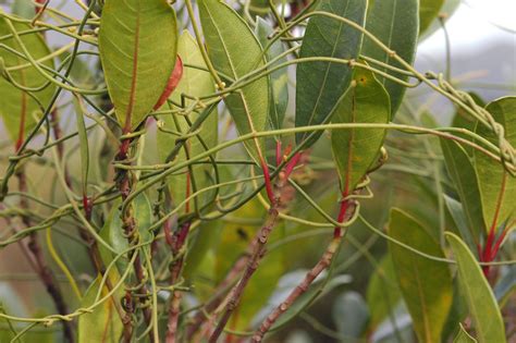 Cassytha Filiformis Lauraceae