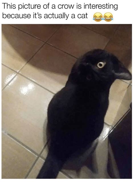 Caturday Is Finally Here Along With 30 Of The Best Cat Memes Best Cat