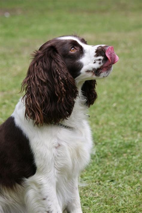 Stress In Dogs Is It Causing Your Behaviour Problems