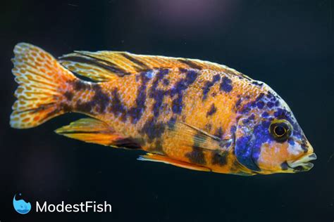 Peacock Cichlid Care Complete Guide For Aquarists
