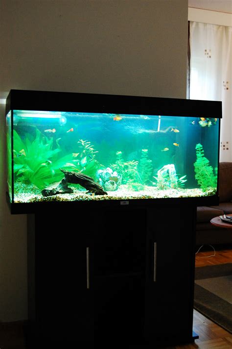 From Amateur Tank To Pro Tank Freshwater Aquarium Talk