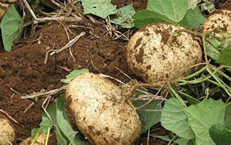Greenhorizon Yam Bean Jicama Sak Aloo Saag Aloo Sag Alu Seed