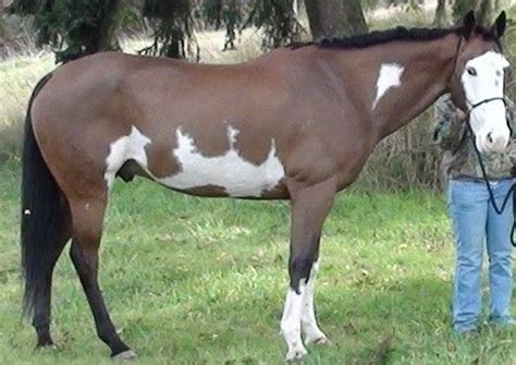 Equine And Horse Advice Not A Roach Back But What