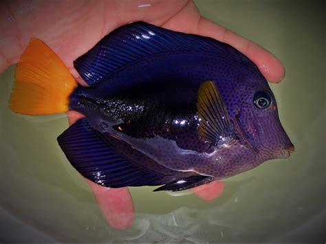 New Jersey Fish Sale~ Show Size Koi Tang Sohal Achilles Blonde