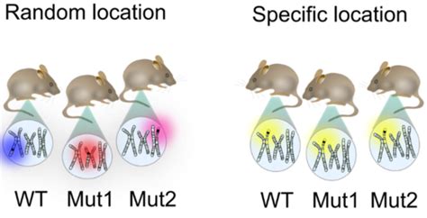 Gene Technology And Transgenic Models Flashcards Quizlet