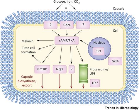 Cryptococcus