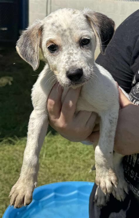 Warner Robins Animal Warner Robins Animal Control