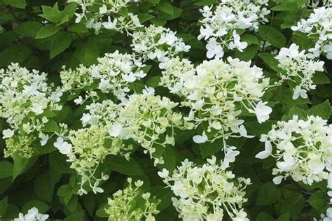 Departments Panicle Hydrangea Bombshell 3 Gallon
