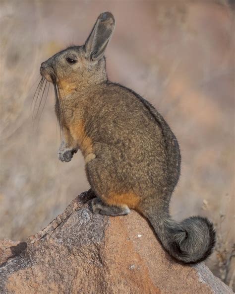 Southern Viscacha Lagidium Viscacia South American Rodents Mammals