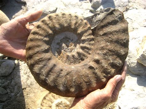 North Texas Fossils Duck Creek Formation