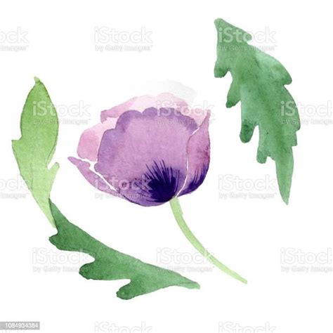 Burgundy Poppy Bunga Botani Bunga Elemen Ilustrasi Poppy Terisolasi