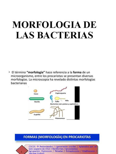 Clase 3 Morfologia De Las Bacterias Pdf Las Bacterias Biología