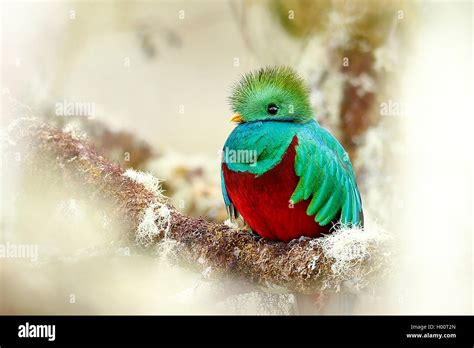 Resplendent Quetzal Pharomachrus Mocinno Male Costa Rica Stock