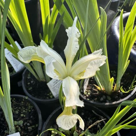 Iris Sibirica Crystal Bright Lushingtons