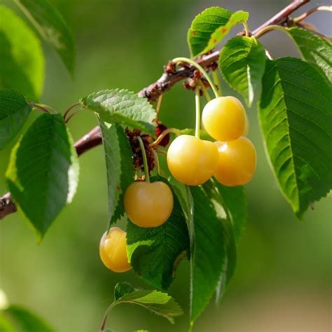 Bio Kirsche Dönissens Gelbe Biologische Kirschbäume