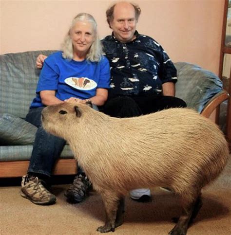 Capybara Size Comparison Chart Capybara Size Comparison Chart