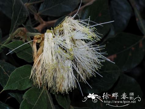 乔木 花卉图片网