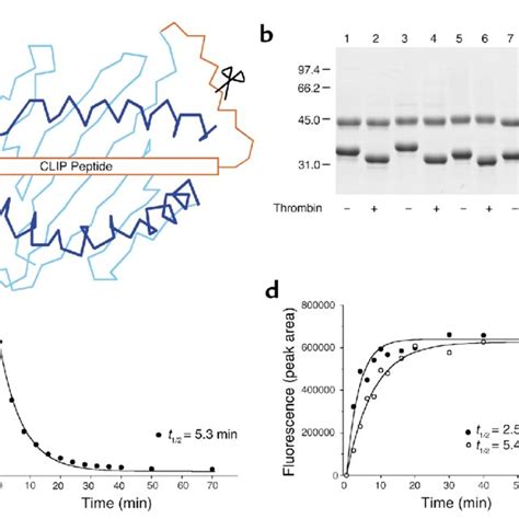 Analysis Of Mhc Class Ii Tetramer Staining In Different Patient Groups