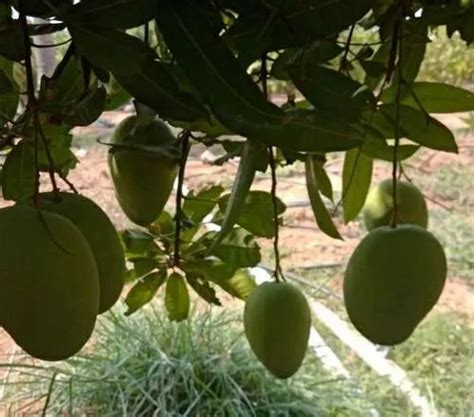 Yellow Banisha Organic Mango At ₹ 120kilogram In Hyderabad Id