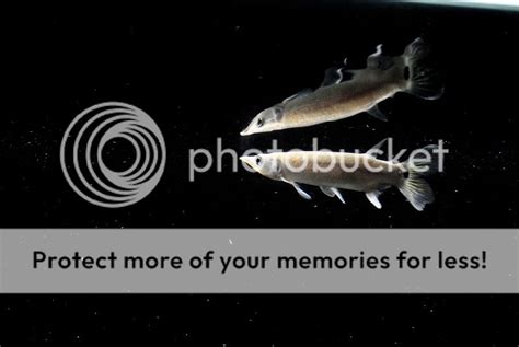 Who Else Has A Rocket Gar