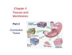 Understanding Connective Tissues: Types and Functions | Course Hero