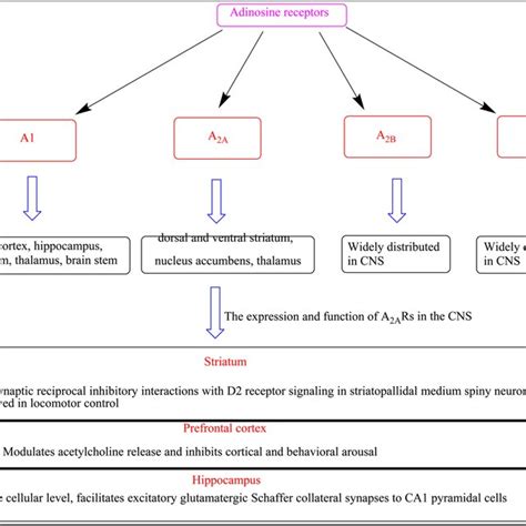 Position Of Adenosine Receptors In Cns Download Scientific Diagram