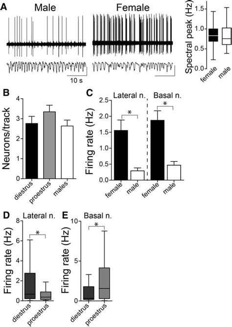 Sex And Estrus Dependent Differences In Rat Basolateral Amygdala Pmc