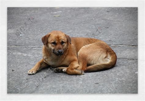 中华田园犬土狗图片素材 编号32082509 图行天下