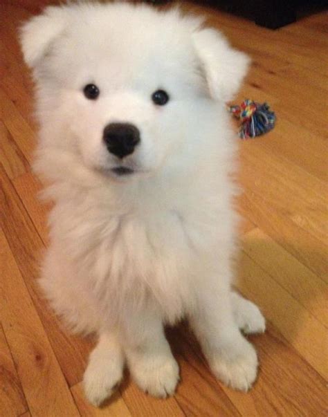 The Cutest Samoyed Photos Youll Ever See