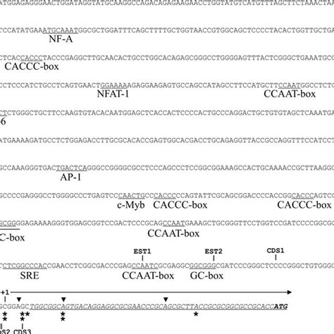 Dna Sequence Of The 5 Flanking Region Of The Human Dhcr24 Gene The