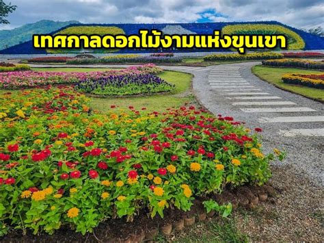 Photo Gallery บานสะพรั่ง เทศกาลดอกไม้งามแห่งขุนเขา “หนาวสุดกลางสยาม
